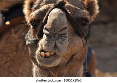 32 Camel digestion Images, Stock Photos & Vectors | Shutterstock