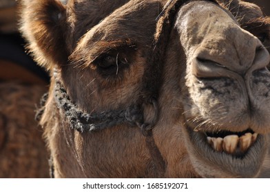 32 Camel digestion Images, Stock Photos & Vectors | Shutterstock