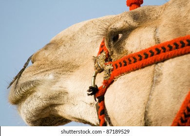 763 Camel face front Images, Stock Photos & Vectors | Shutterstock