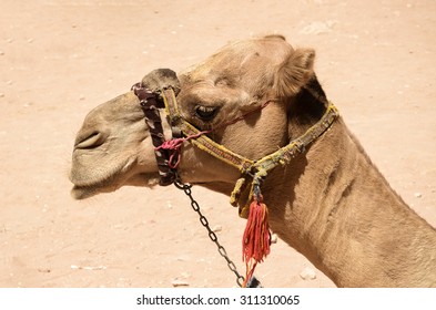 Camel Head Yellow Mesh Muzzle Desert Stock Photo (Edit Now) 1263976657