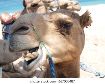 Camel Head Close Stock Photo 667005487 | Shutterstock