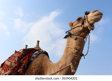 9,563 imágenes de Camel looking - Imágenes, fotos y vectores de stock ...