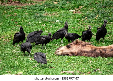 93 Vultures Sleeping Images, Stock Photos & Vectors | Shutterstock