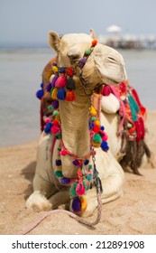 Camel On Beach Stock Photo (Edit Now) 212891941