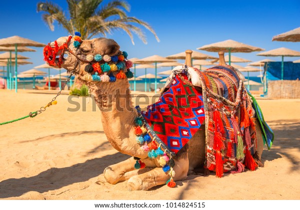 Camel Resting Shadow On Beach Hurghada Stock Photo 1014824515 ...