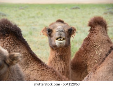 Camel Showing Teeth Stock Photo 504112963 | Shutterstock