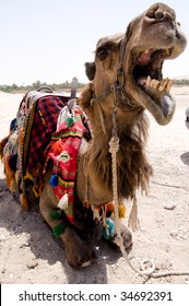 203 Angry camel Images, Stock Photos & Vectors | Shutterstock