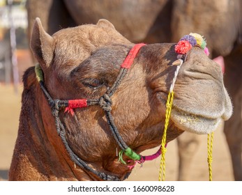 638 Camel side face 图片、库存照片和矢量图 | Shutterstock