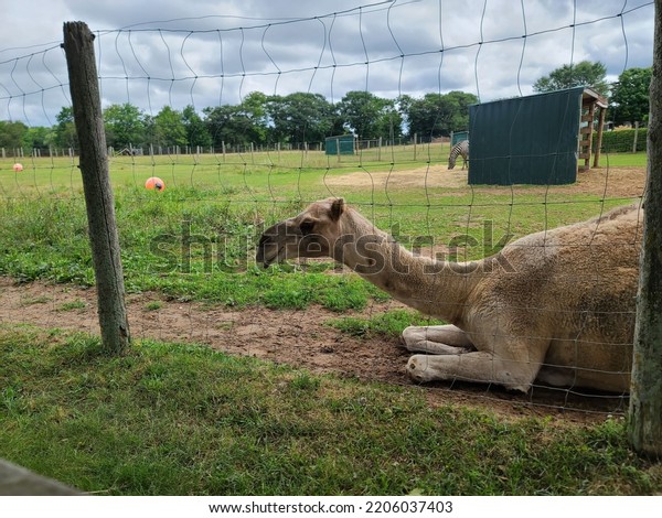 Camel Sitting Mud Puddle Next Cage Stock Photo 2206037403 | Shutterstock