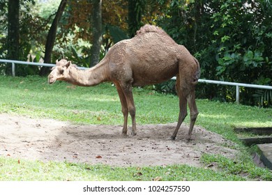 Camel Standing Lay Down On Ground Stock Photo 1024257550 | Shutterstock