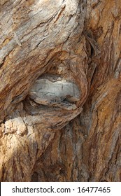 2,261 Camel thorn tree Images, Stock Photos & Vectors | Shutterstock