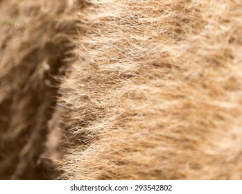 1,469 Camel wool texture Images, Stock Photos & Vectors | Shutterstock