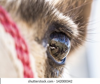 10,096 Camel eye Images, Stock Photos & Vectors | Shutterstock