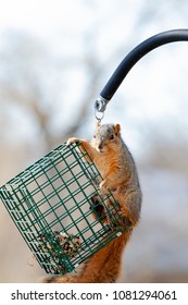 185 Opportunistic feeder Images, Stock Photos & Vectors | Shutterstock