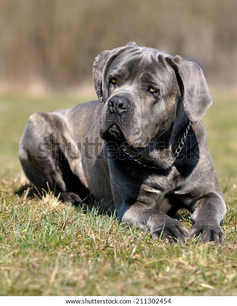 Cane Cor Stock Photo (Edit Now) 211302454