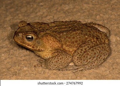 Cane Toad Stock Photo 274767992 | Shutterstock