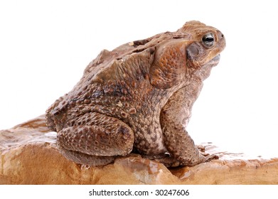 Cane Toad Stock Photo 30247606 | Shutterstock