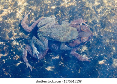 Cane Toad Mating Stock Photo 1375615139 | Shutterstock