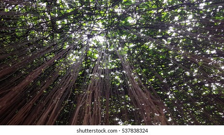 Canopy Stock Photo 537838324 | Shutterstock