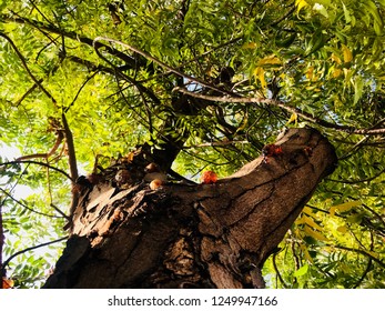 Canopy Amber Tree Stock Photo 1249947166 | Shutterstock