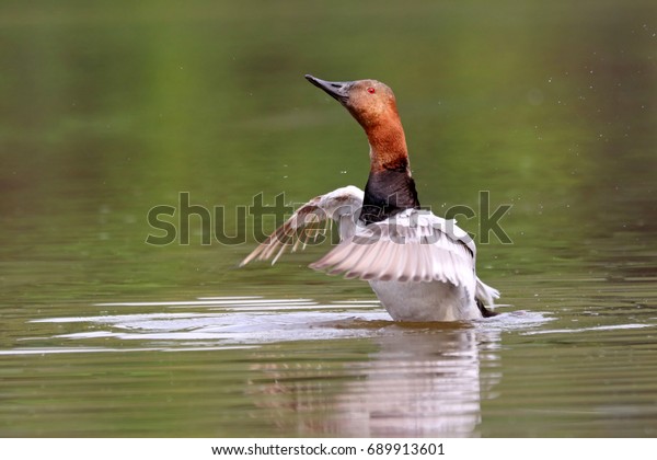 Canvasback Duck Stock Photo 689913601 | Shutterstock