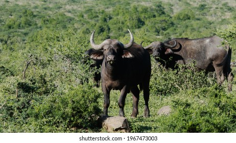 129 Cape buffalo side view Images, Stock Photos & Vectors | Shutterstock