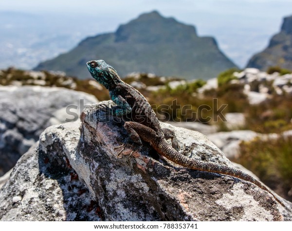 Cape Town Table Mountain Lizard Sitting Stock Photo 788353741 ...