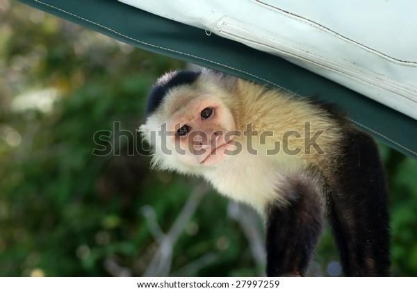 Cappuccino Monkey Stock Photo (Edit Now) 27997259