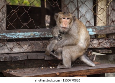 273 Pigtail monkey Images, Stock Photos & Vectors | Shutterstock