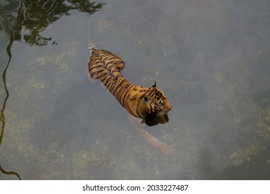552 Tiger Bathing Images, Stock Photos & Vectors | Shutterstock