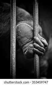 Captivity Stock Photo 353459747 | Shutterstock