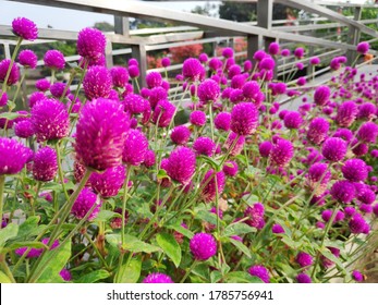 305 Overexposed flower Images, Stock Photos & Vectors | Shutterstock