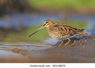 3,143 Common snipe Images, Stock Photos & Vectors | Shutterstock