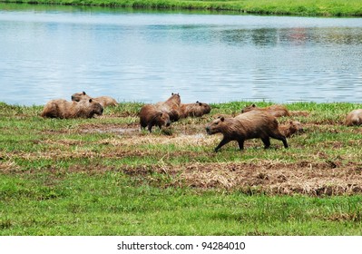 73 Capybara ecuador zoo Images, Stock Photos & Vectors | Shutterstock