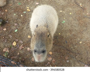 73 Capybara ecuador zoo Images, Stock Photos & Vectors | Shutterstock