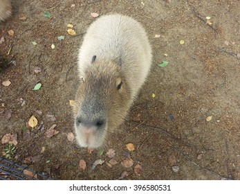 73 Capybara ecuador zoo Images, Stock Photos & Vectors | Shutterstock
