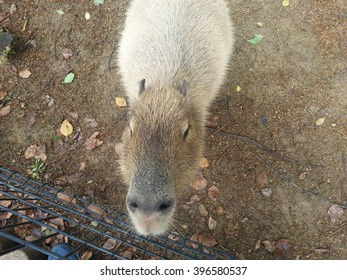 73 Capybara ecuador zoo Images, Stock Photos & Vectors | Shutterstock
