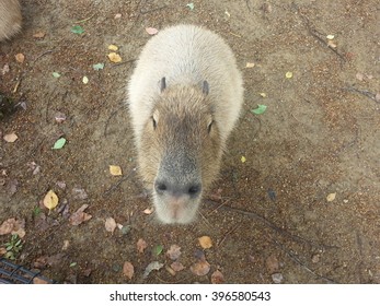 73 Capybara ecuador zoo Images, Stock Photos & Vectors | Shutterstock