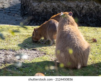 1,523 Capybara eating Images, Stock Photos & Vectors | Shutterstock