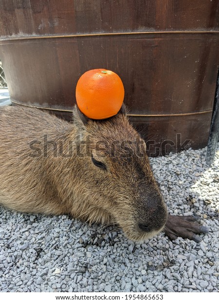 Capybara Hot Spring Behavior Head Tricks库存照片1954865653 | Shutterstock