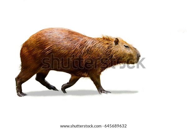 Capybara Isolate On White Background Foto stock 645689632 | Shutterstock