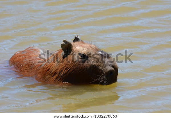Capybara Lake Stock Photo (Edit Now) 1332270863