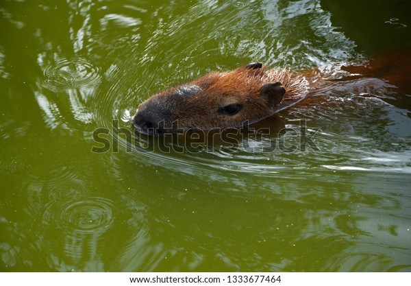 Capybara Lake Stock Photo 1333677464 | Shutterstock