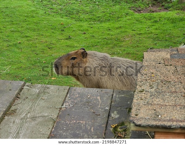 Capybara Looking Camera Side Angle Stock Photo 2198847271 | Shutterstock