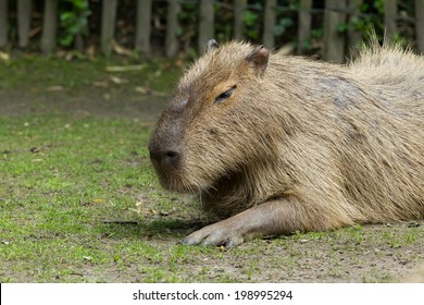 73 Capybara ecuador zoo Images, Stock Photos & Vectors | Shutterstock