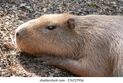 73 Capybara ecuador zoo Images, Stock Photos & Vectors | Shutterstock
