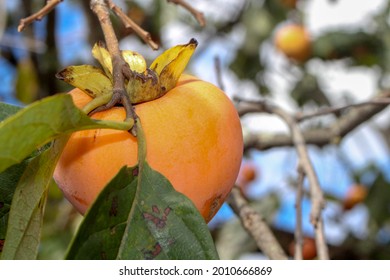 229 Caqui fruit Images, Stock Photos & Vectors | Shutterstock
