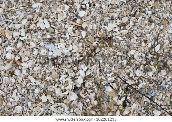 Carcass Shell Use Background Stock Photo 102281233 | Shutterstock