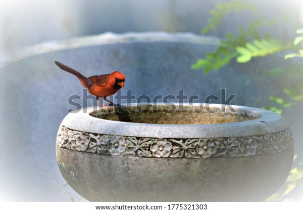 Cardinal Bird Bath Stock Photo 1775321303 | Shutterstock