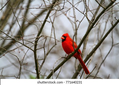 976,774 Red bird Stock Photos, Images & Photography | Shutterstock